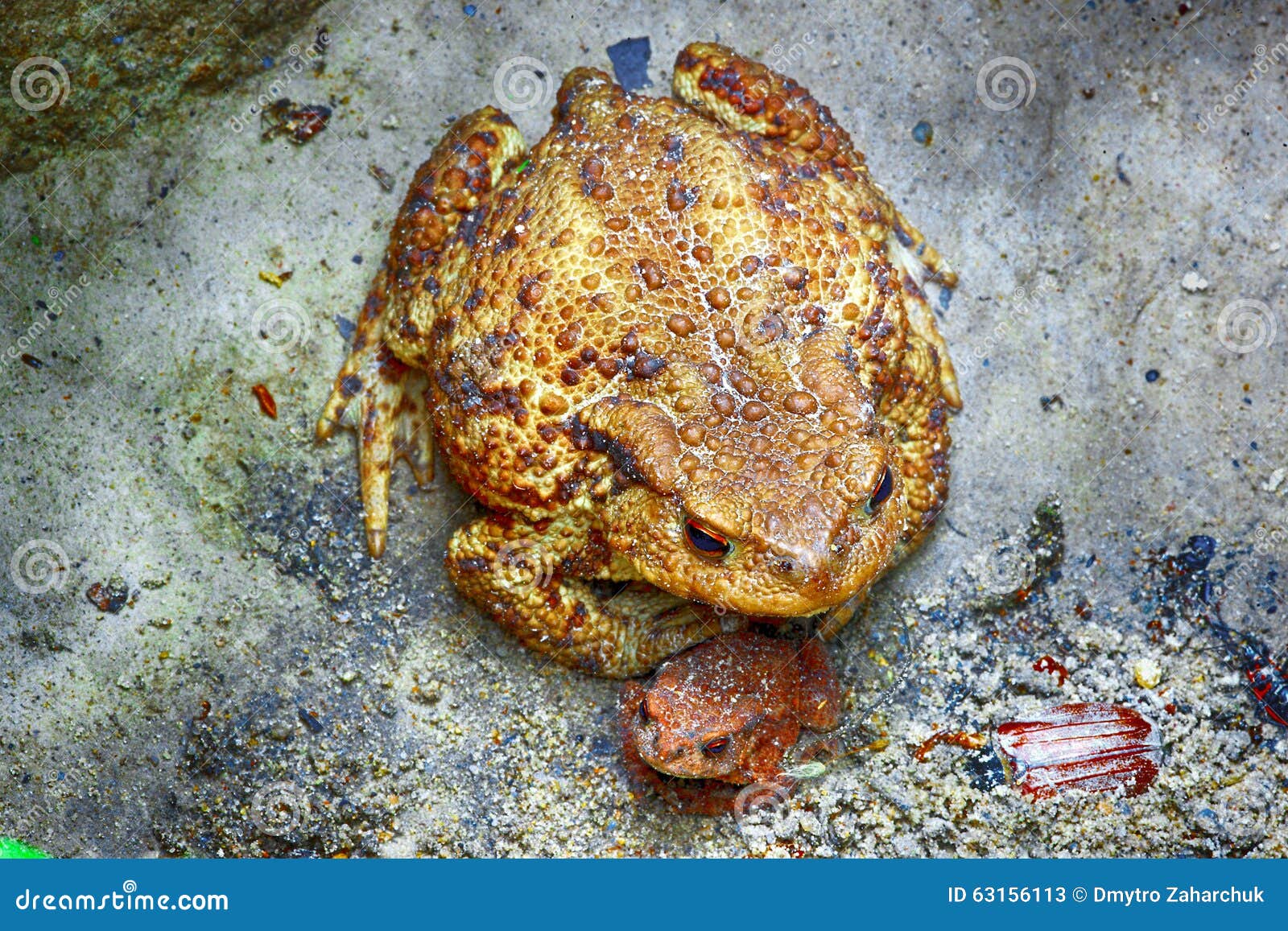 Toad mother, child stock image. Image of ground, froggy - 63156113