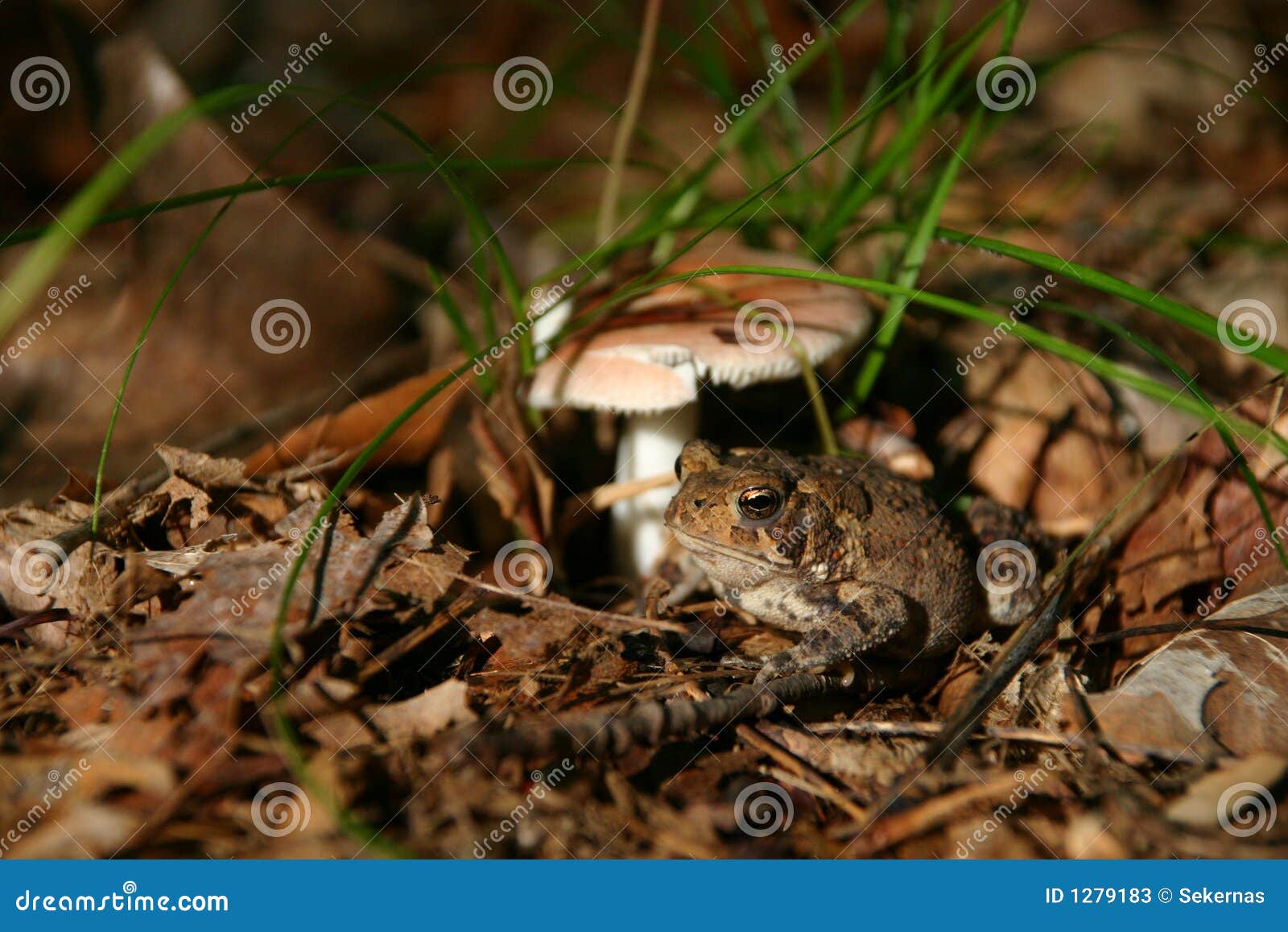 Toad and mushroom stock image. Image of ward, leaf, frogs - 1279183