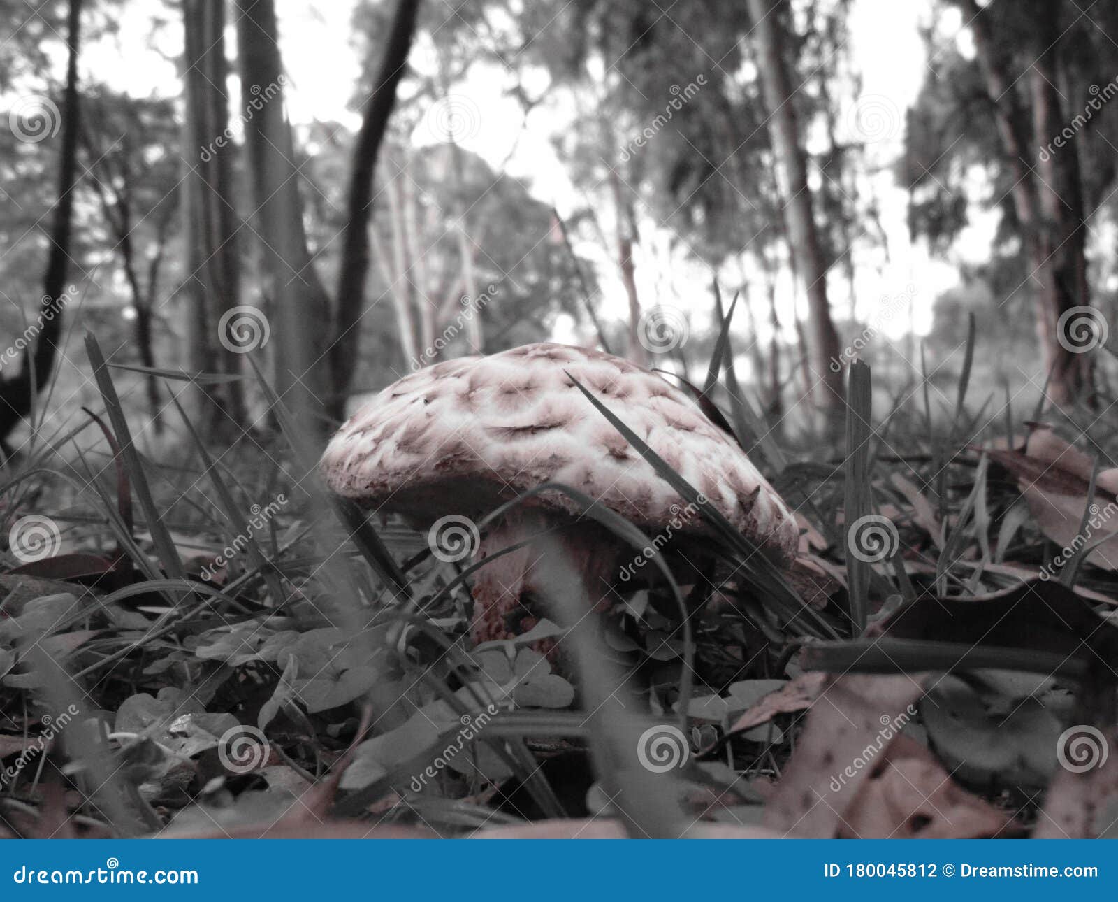 TOAD MUSHROOM stock photo. Image of mushroom, views - 180045812