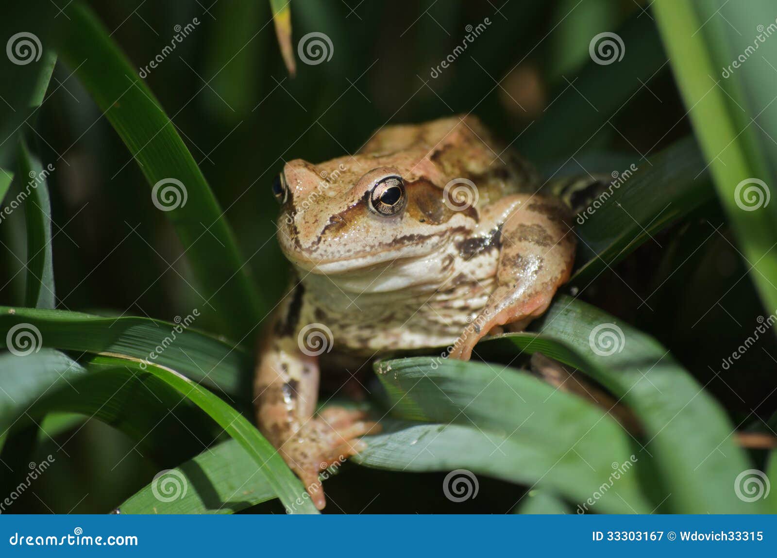 Toad the night hunting stock image. Image of painting - 33303167