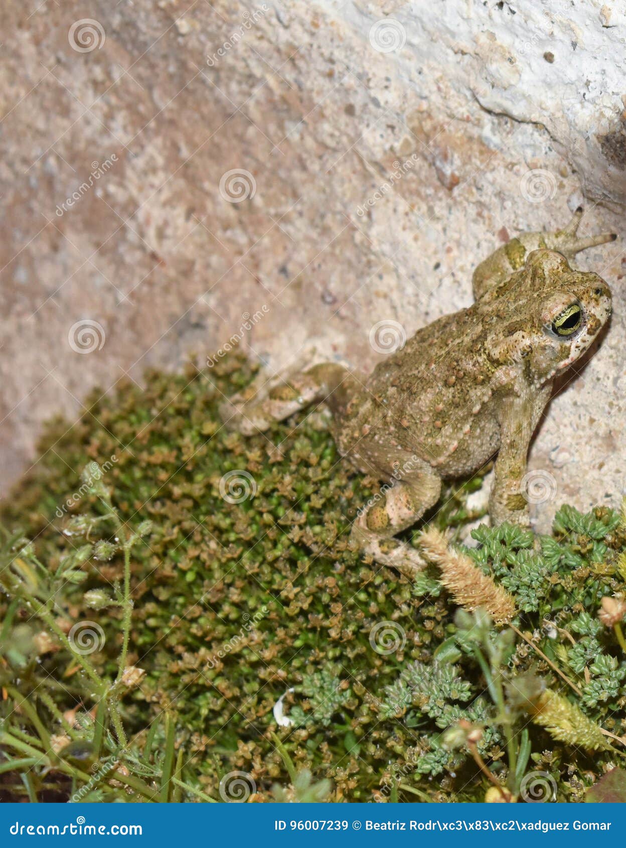 Toad at night stock image. Image of travel, explore, reptile - 96007239