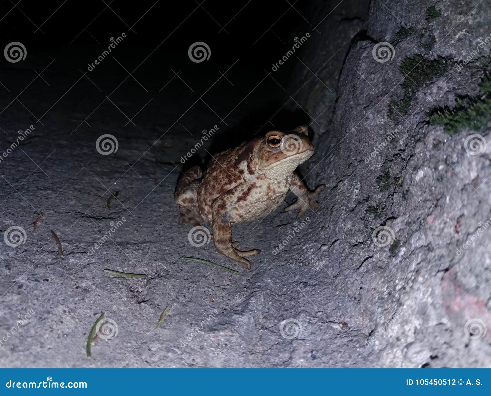 A Toad at Night Sitting at Urban Environment on Concrete Stair. Stock ...