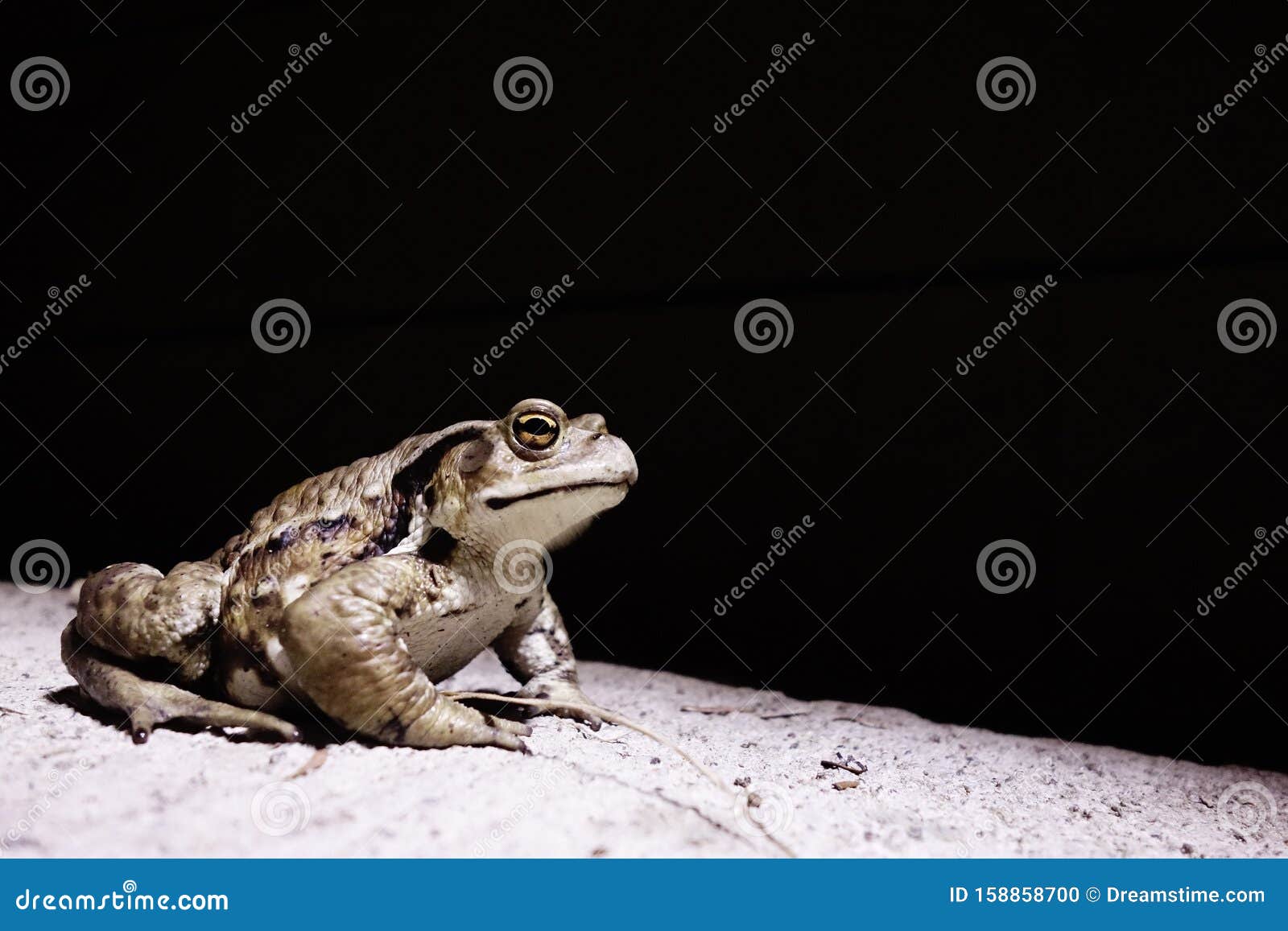 Toad at Night Waiting for Insects Stock Photo - Image of formosus ...