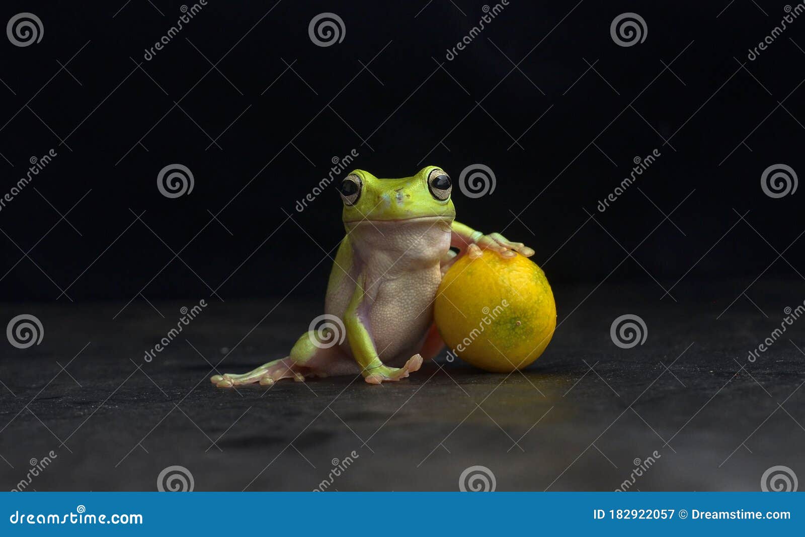 Toad and orange fruit stock image. Image of cantik, kodok - 182922057