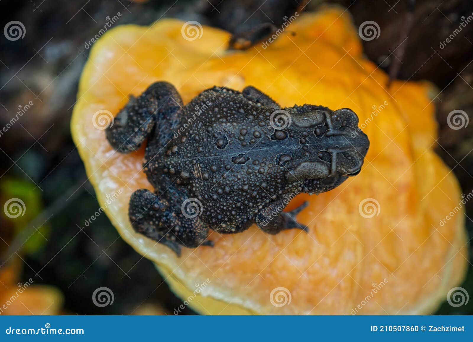 Toad on Orange Fungus Top Down View Stock Photo - Image of amphibian ...