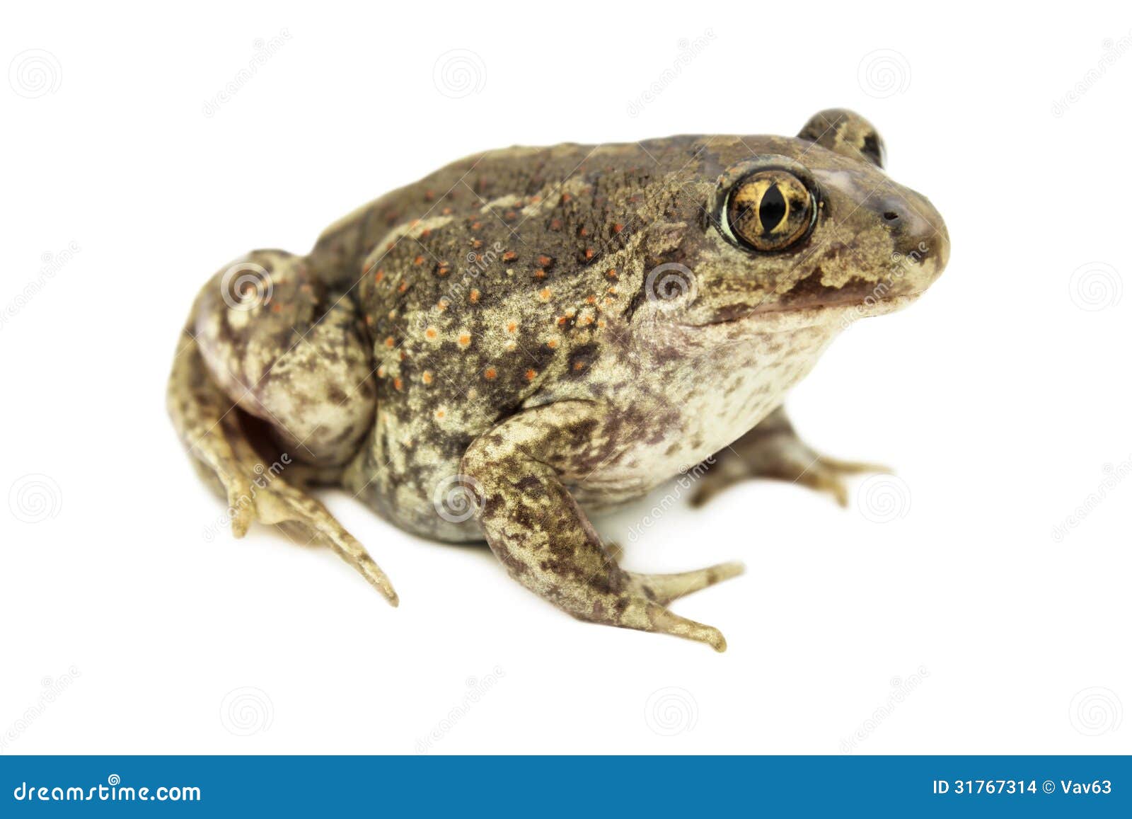 Toad stock photo. Image of reptile, amphibian, freeze - 31767314