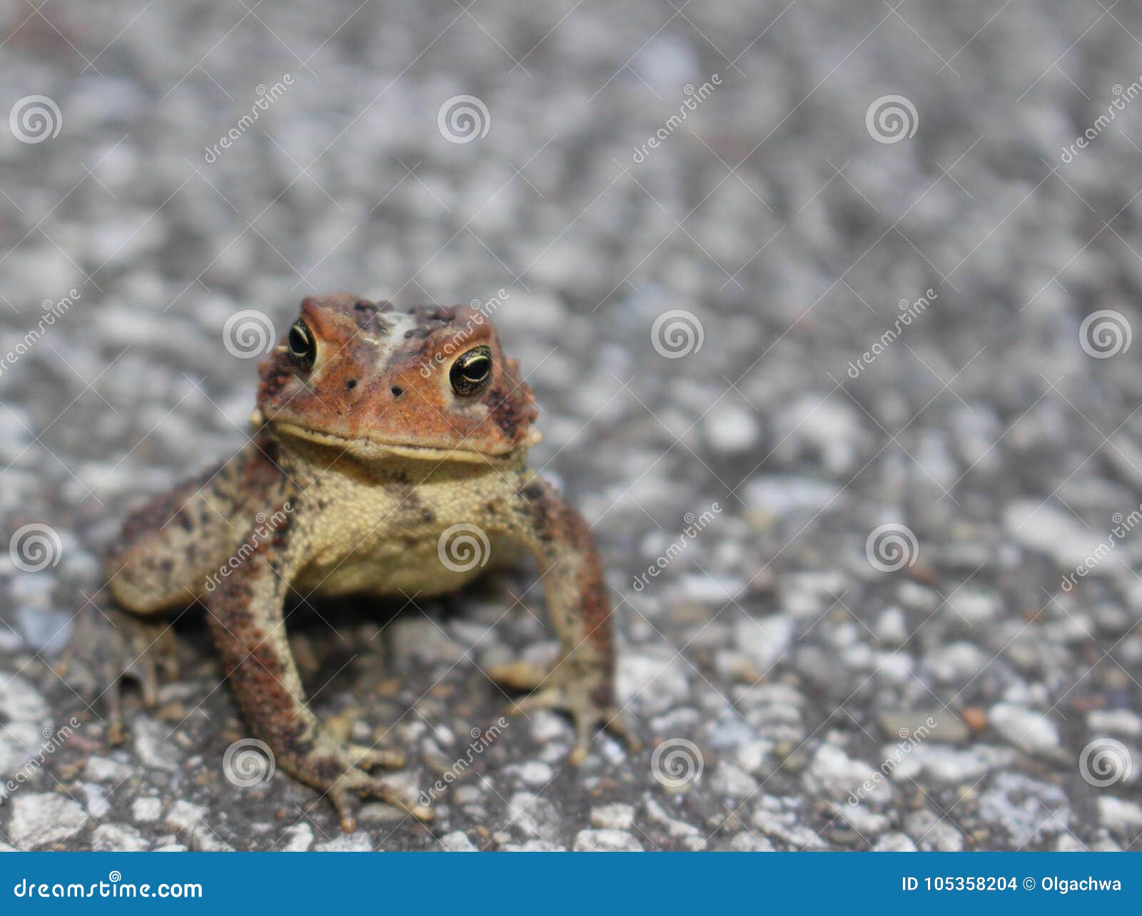 Eastern American Toad Bufo Americanus Americanus Stock Photo - Image of ...