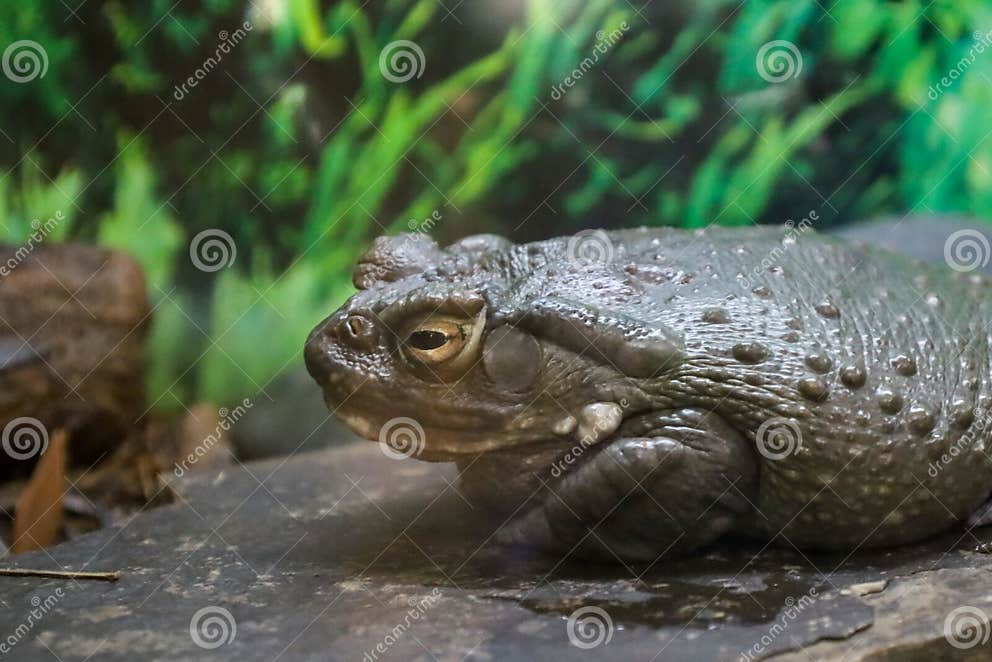 A Toad is Sitting on a Large Rock in the Rain Stock Image - Image of ...
