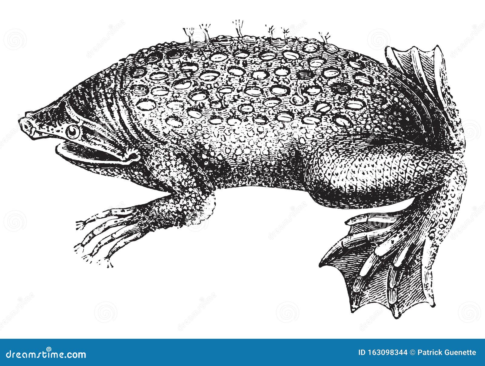 Pipa Cartoons, Illustrations & Vector Stock Images - 393 Pictures to ...