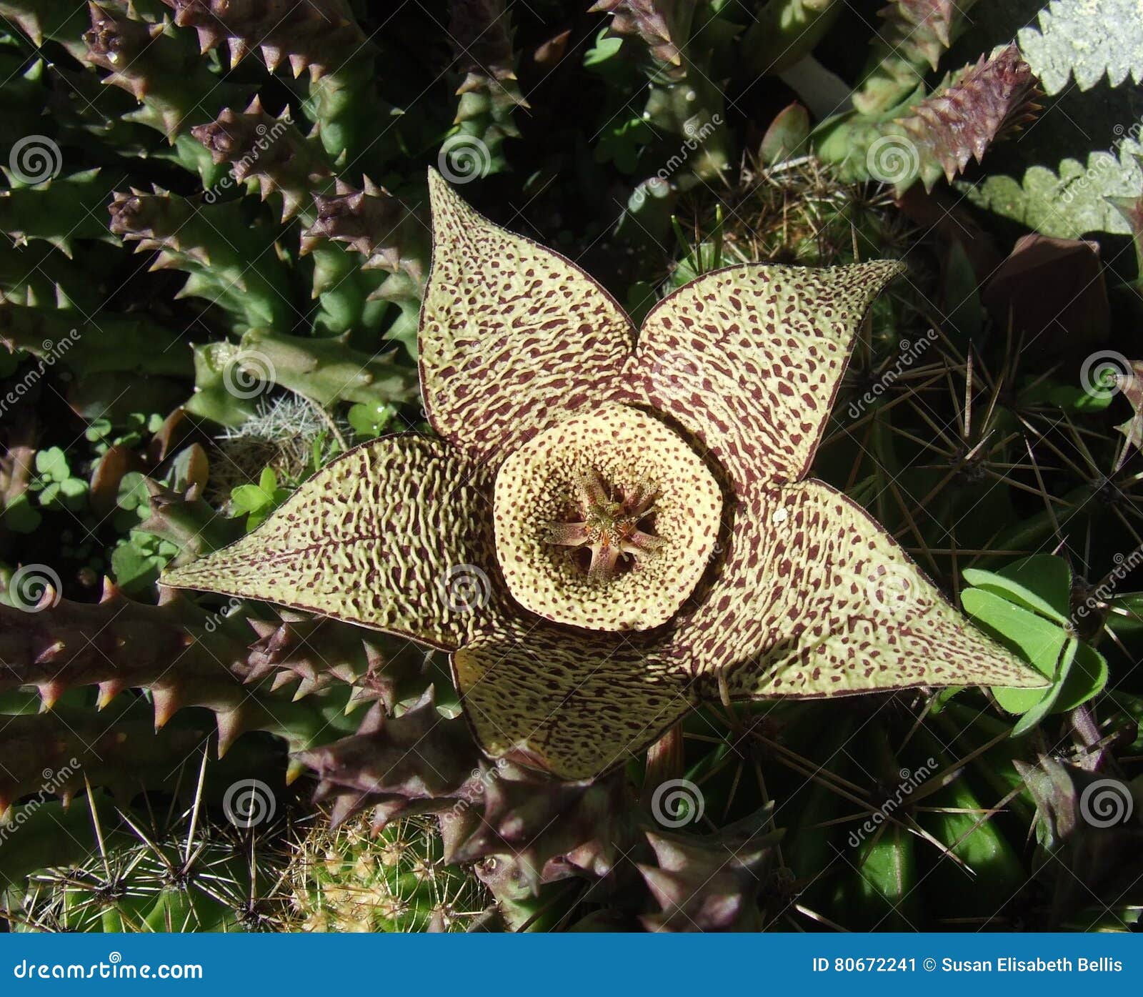 Toad Plant or Orbea flower stock image. Image of stems - 80672241