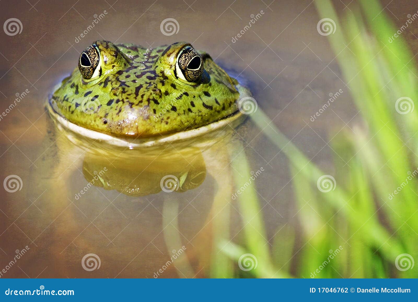 Toad in Pond stock photo. Image of still, pond, water - 17046762
