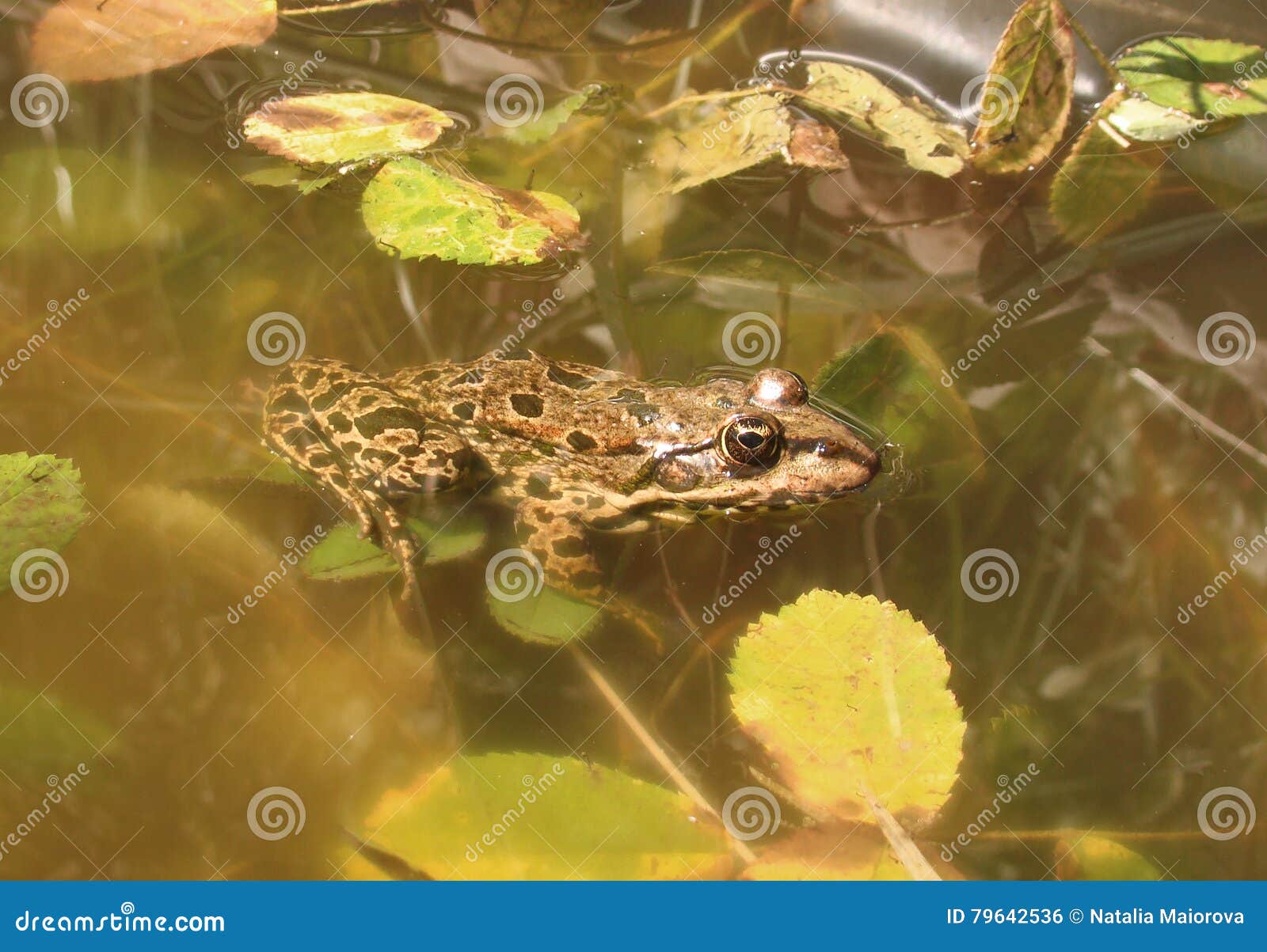 Toad in the Pond with Algae Stock Photo - Image of animals, wildlife ...