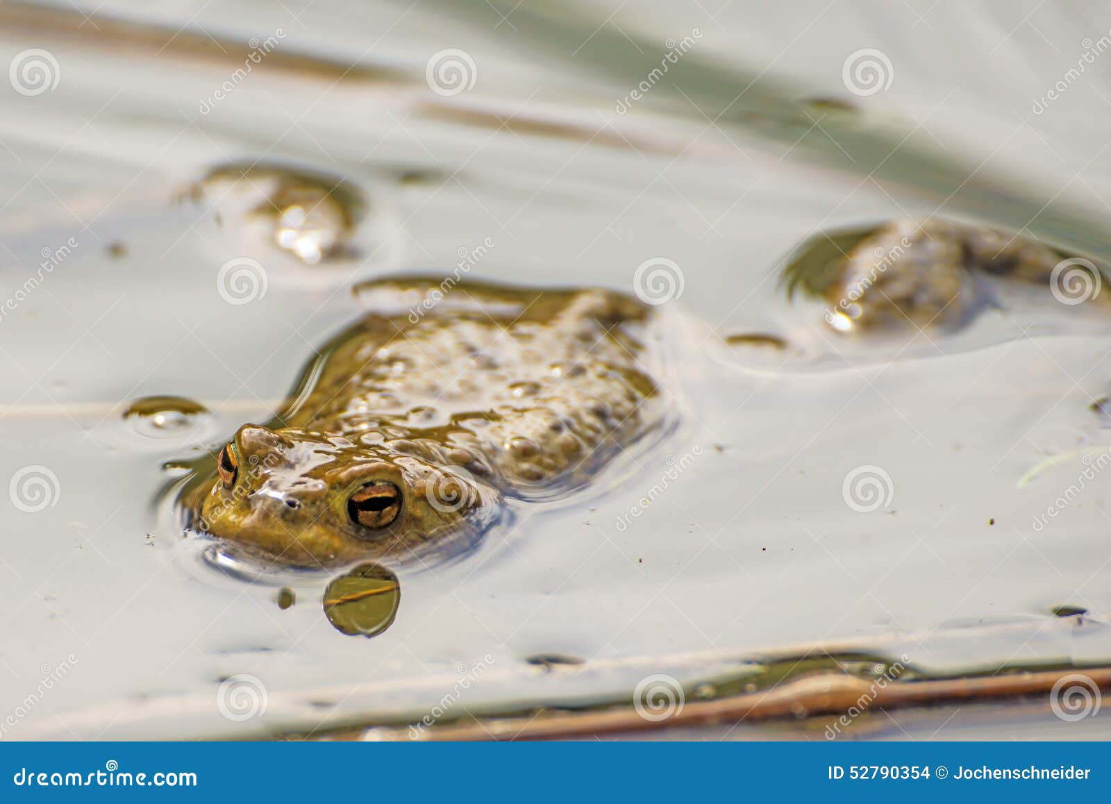 Toad in a pond stock photo. Image of forest, view, pair - 52790354