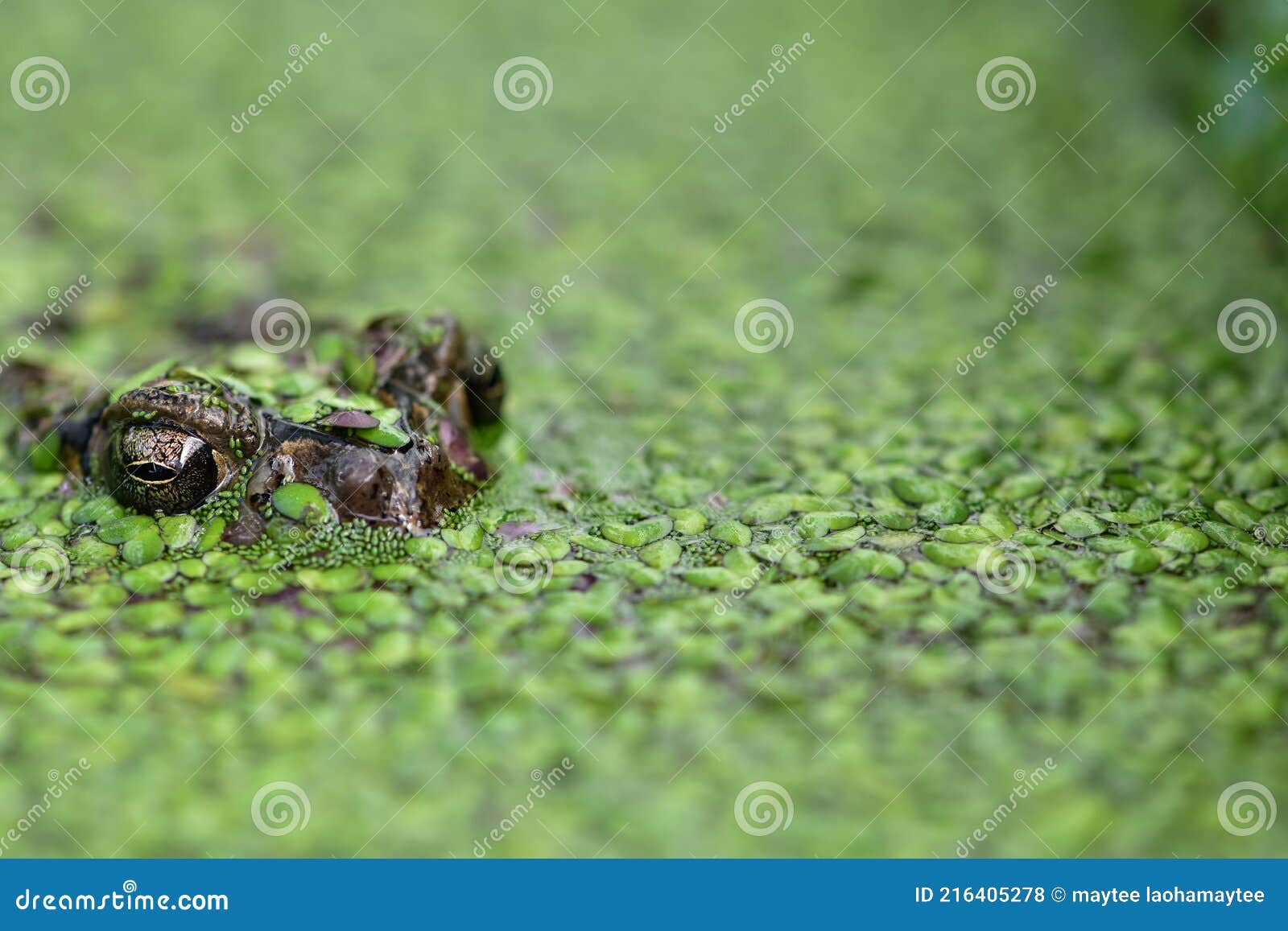 A Toad in a Pond Filled with Aquatic Plants. Stock Photo - Image of ...