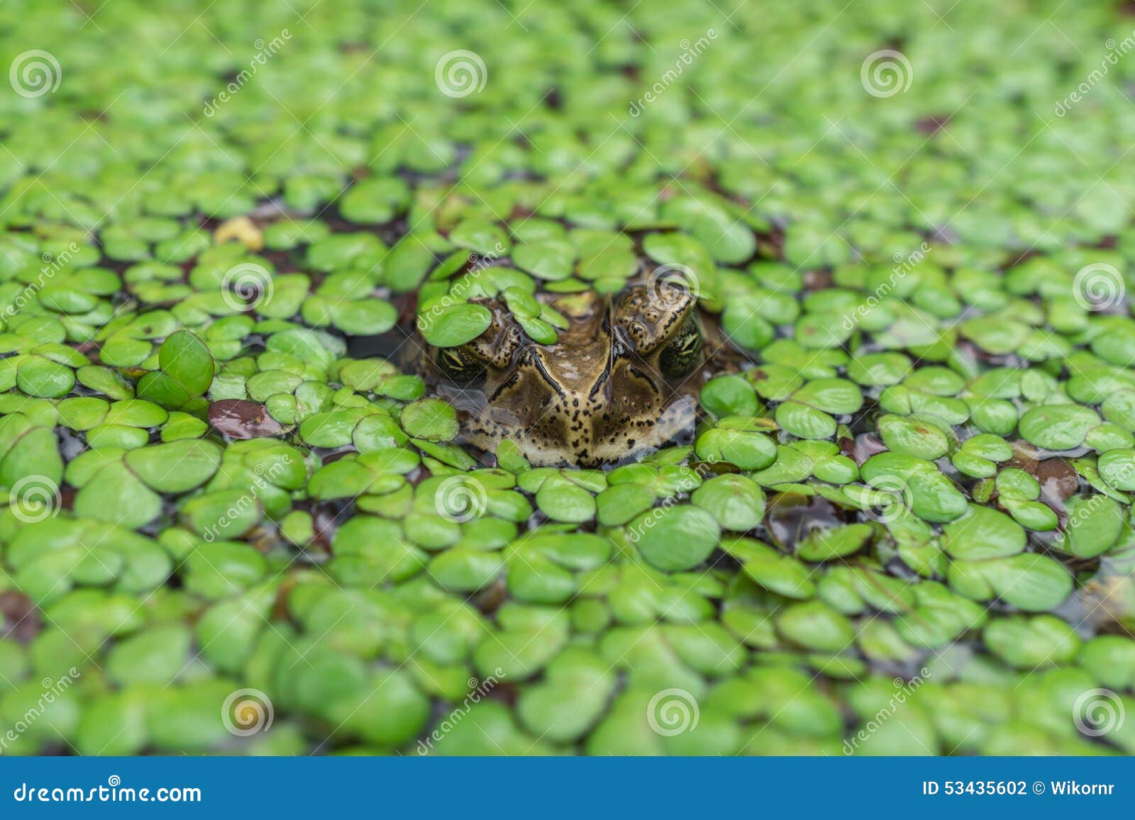 Toad in a pond stock photo. Image of animal, pond, toad - 53435602