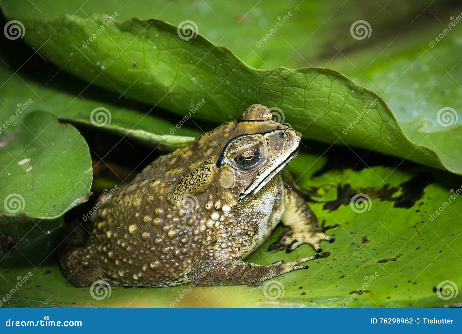 Toad in pond stock photo. Image of closeup, hydrophyte - 76298962