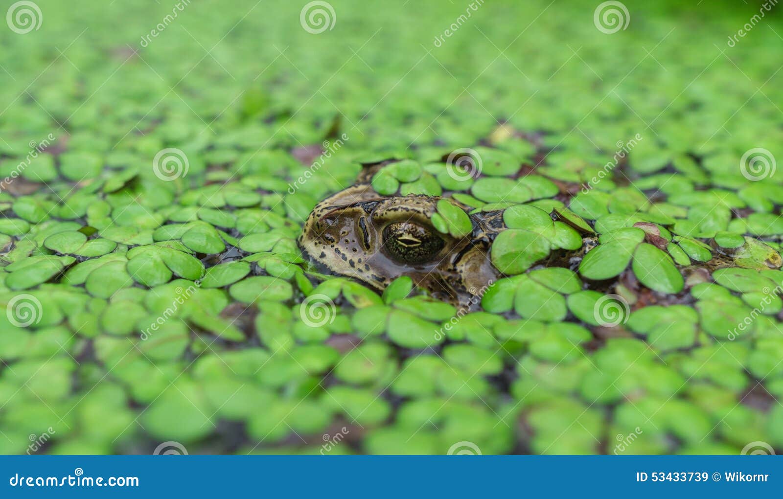 Toad in a pond stock image. Image of fauna, animal, macro - 53433739