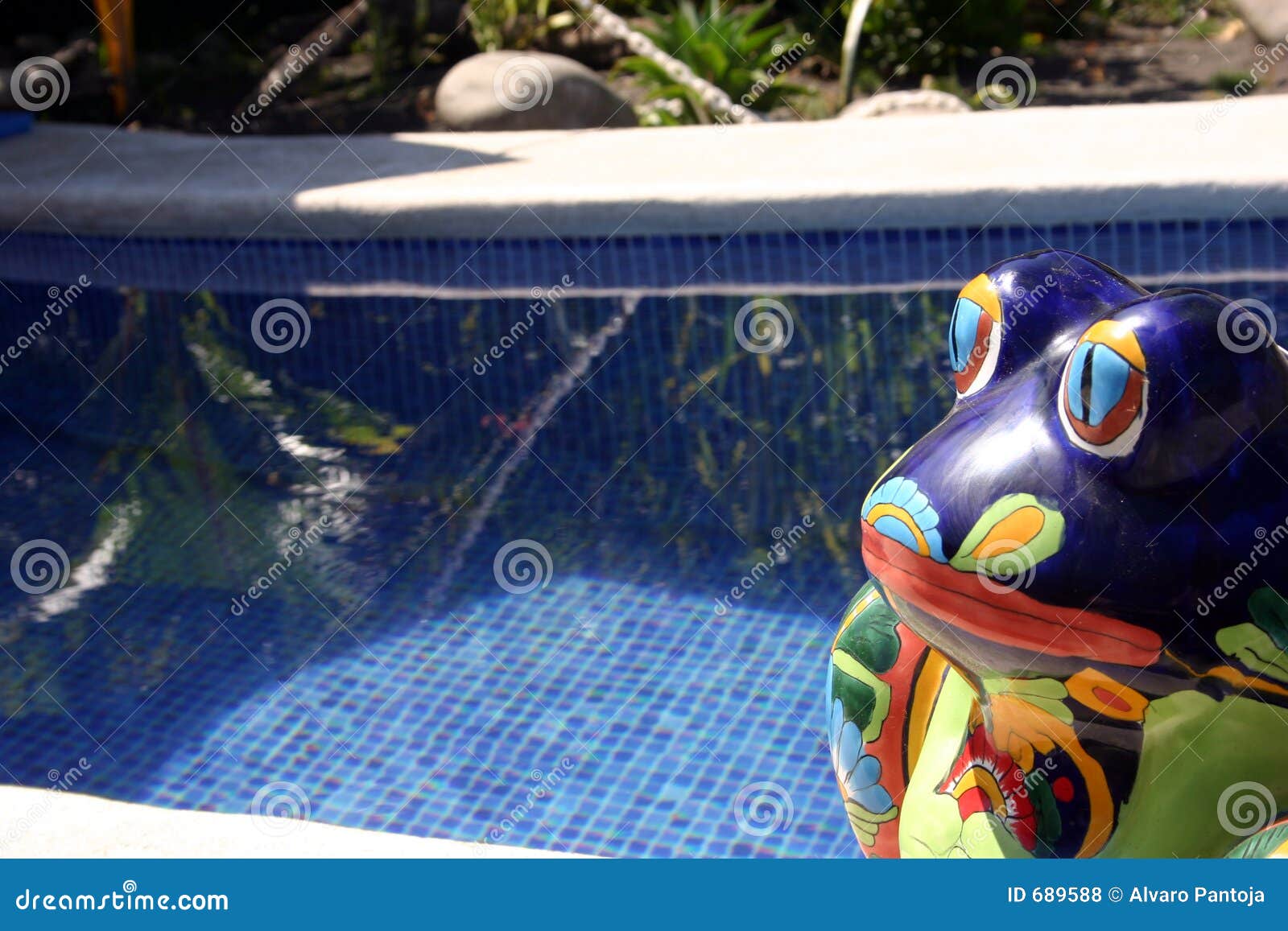 Toad at the pool stock photo. Image of peace, beach, sunny - 689588