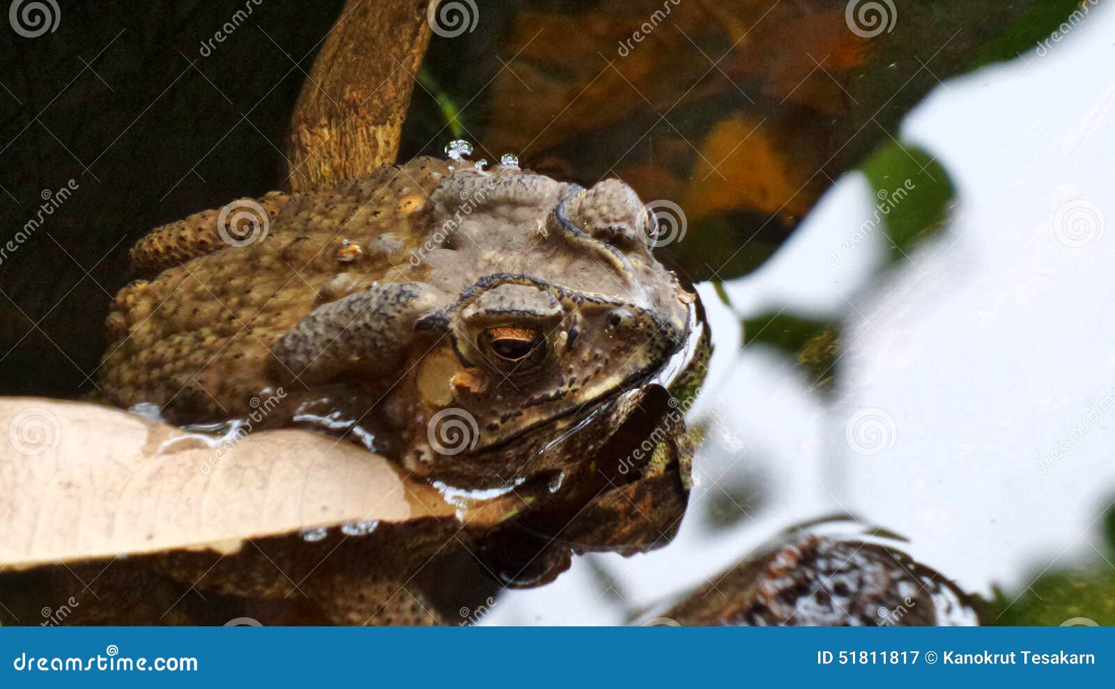 Toad in the pool stock image. Image of park, pool, water - 51811817
