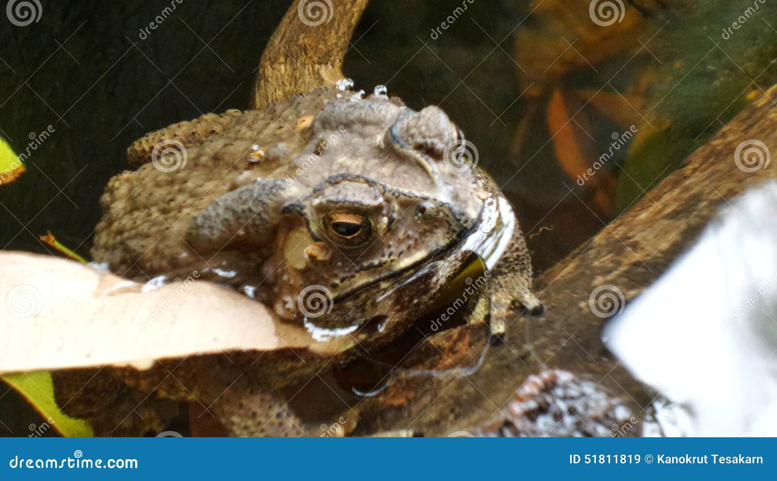 Toad in the pool stock image. Image of organism, park - 51811819