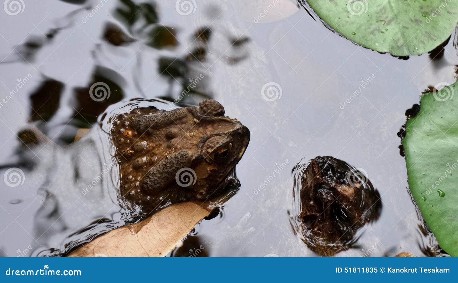 Toad in the pool stock image. Image of toad, freezing - 51811835