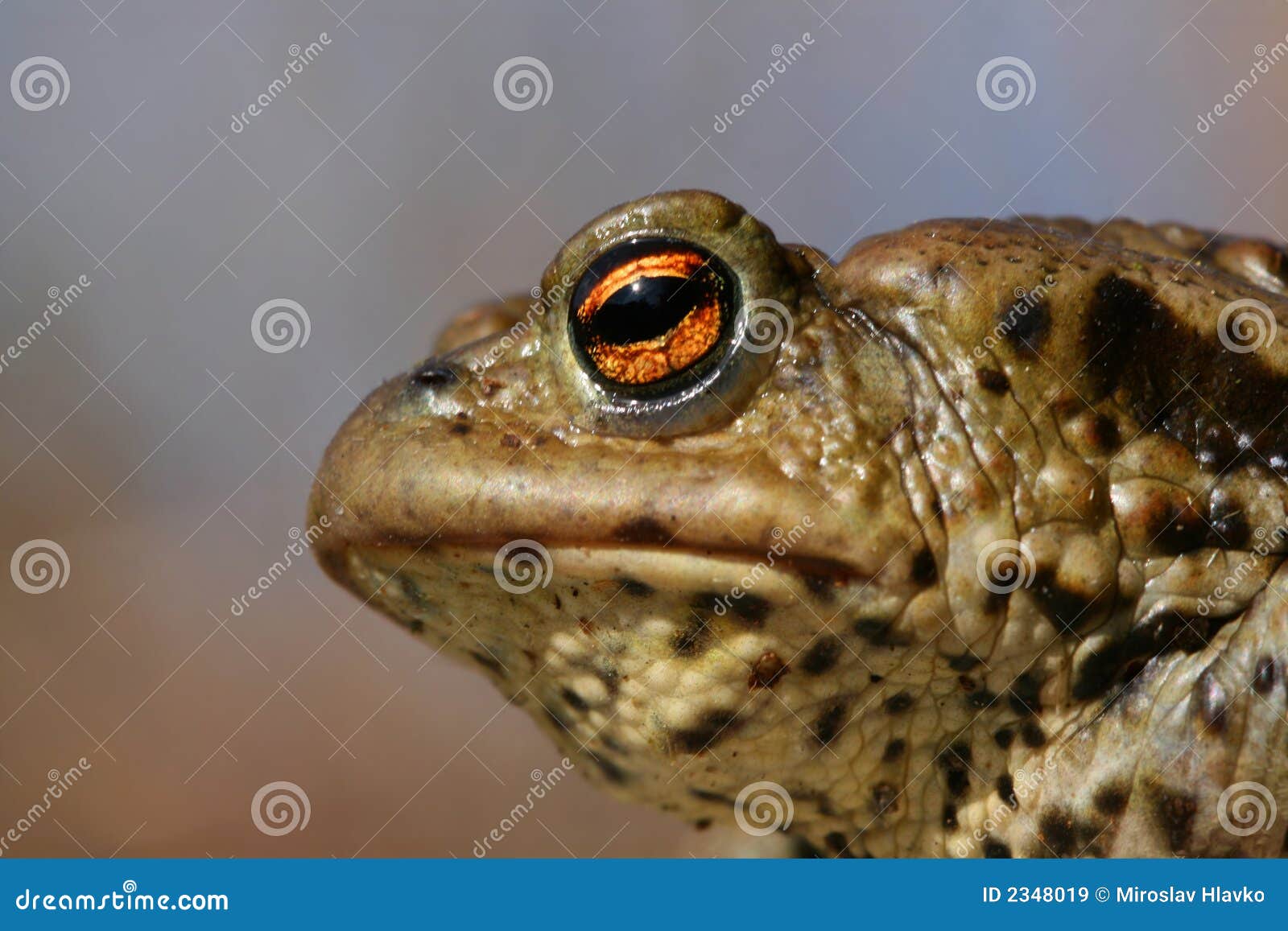 Toad portrait stock image. Image of head, wild, spoil - 2348019