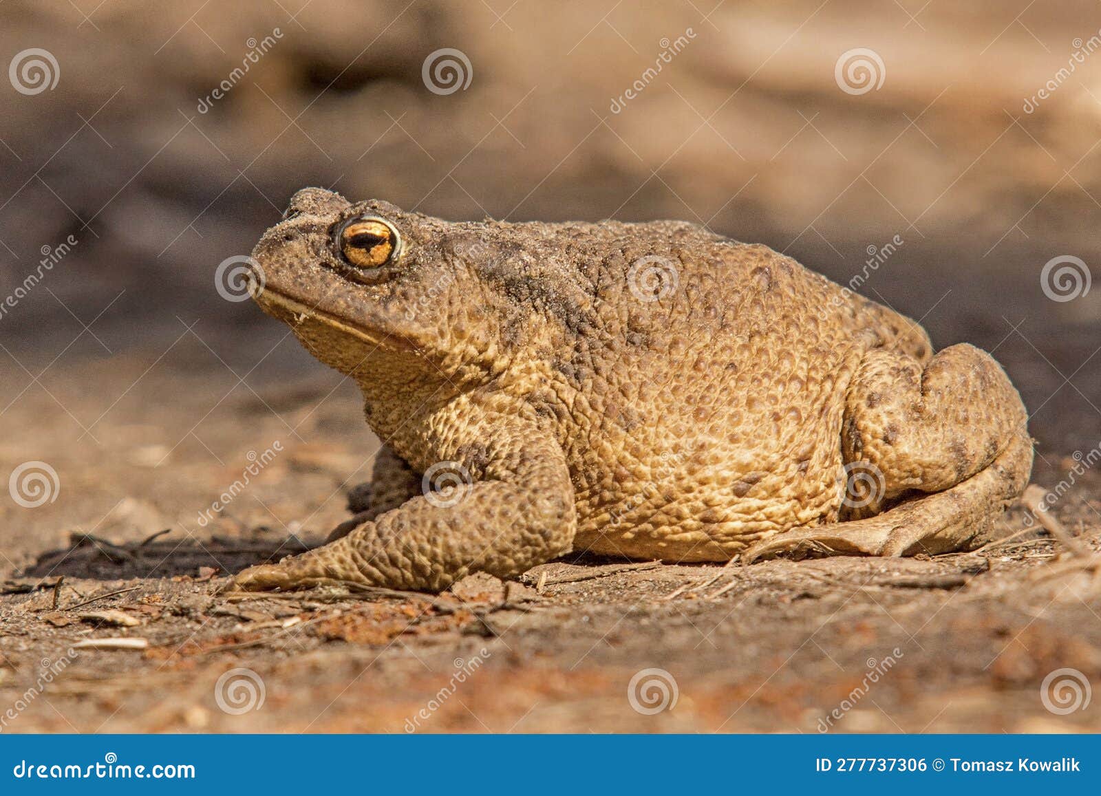 Toad portrait photo stock photo. Image of forest, people - 277737306