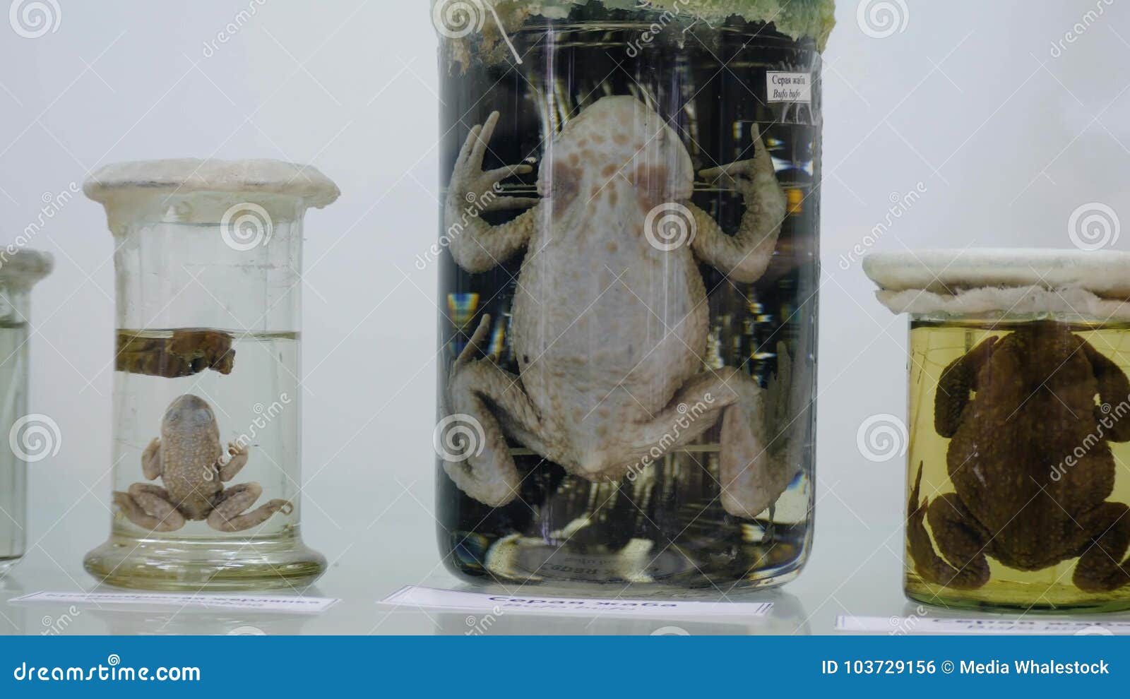 Toad Preserved in Formaldehyde in Glass Jar with Back Lighting ...