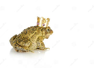 Toad prince stock image. Image of reflection, tale, frog - 26595867