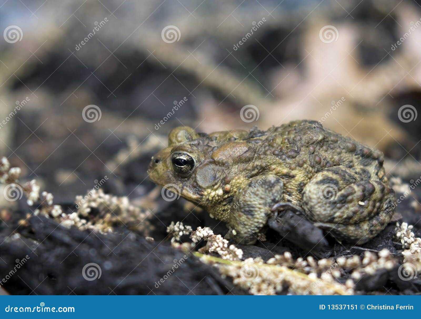 Toad Profile stock image. Image of profile, animal, horizontal - 13537151
