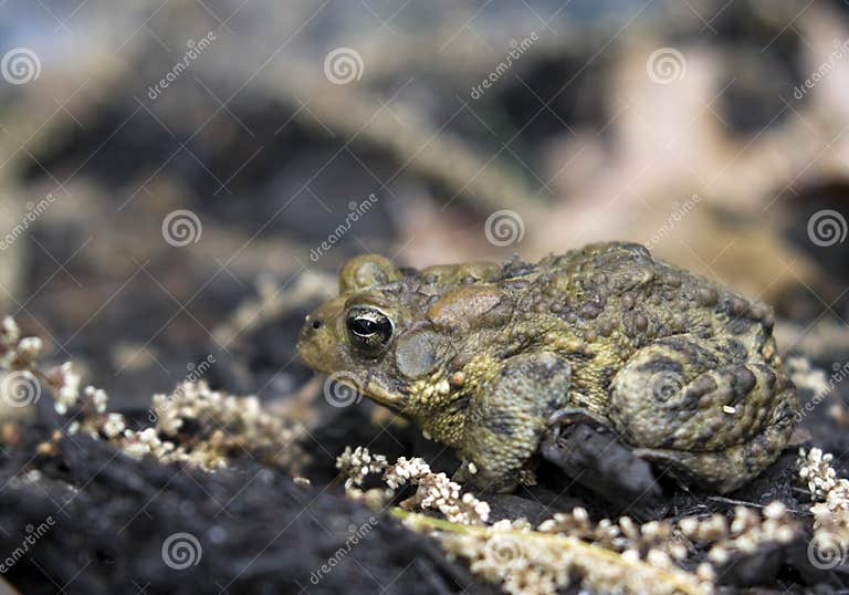 Toad Profile stock image. Image of profile, animal, horizontal - 13537151