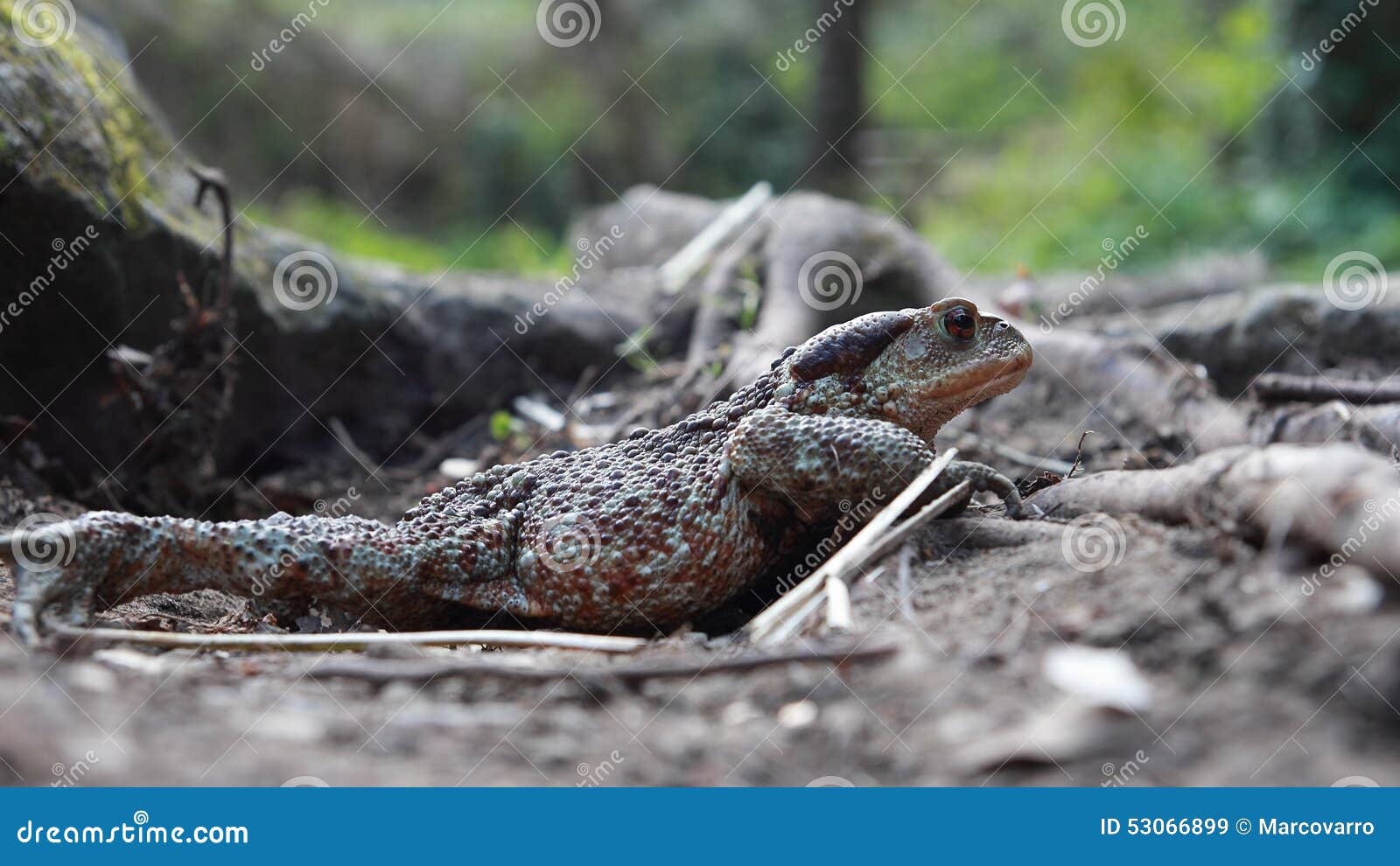 Toad profile stock image. Image of close, side, brown - 53066899