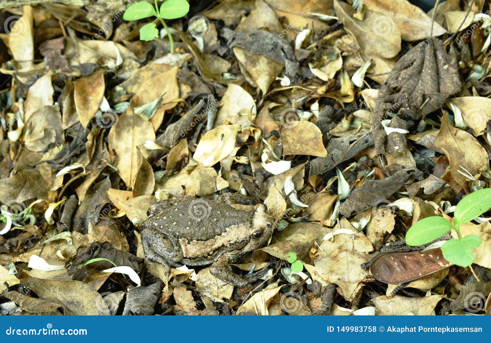 Toad Puffed Big for Threaten Enemy on Ground in Forest Stock Photo ...
