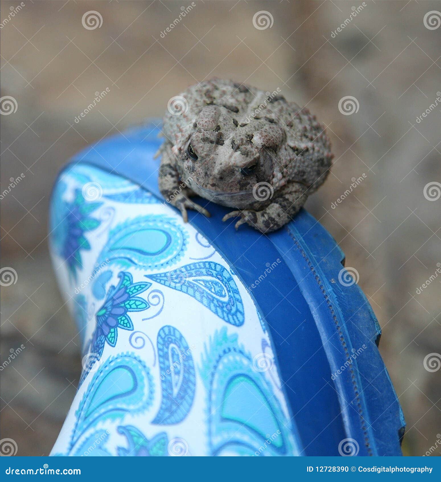 Toad on a rain boot stock photo. Image of rubber, frog - 12728390