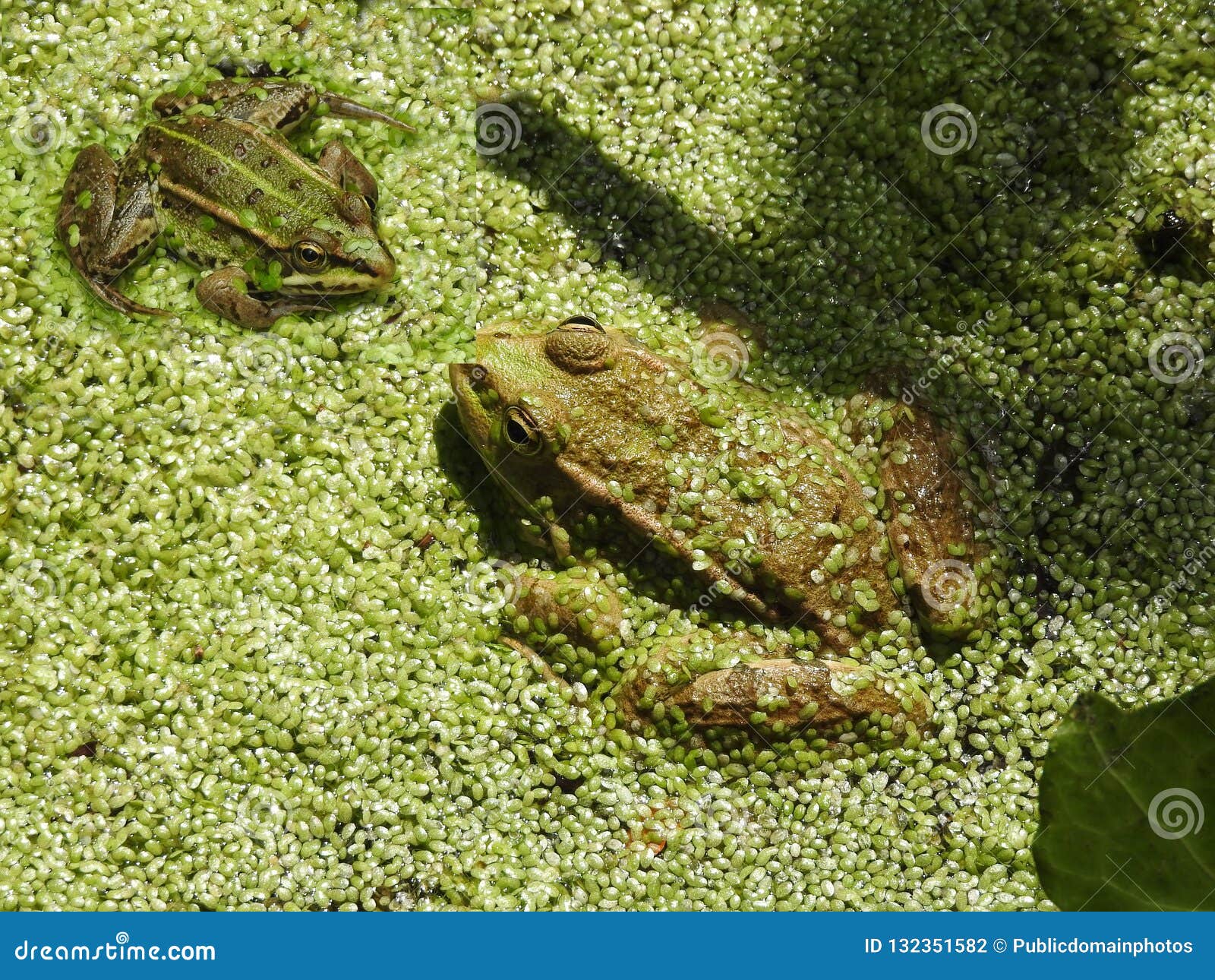 Toad, Ranidae, Amphibian, Frog Picture. Image: 132351582