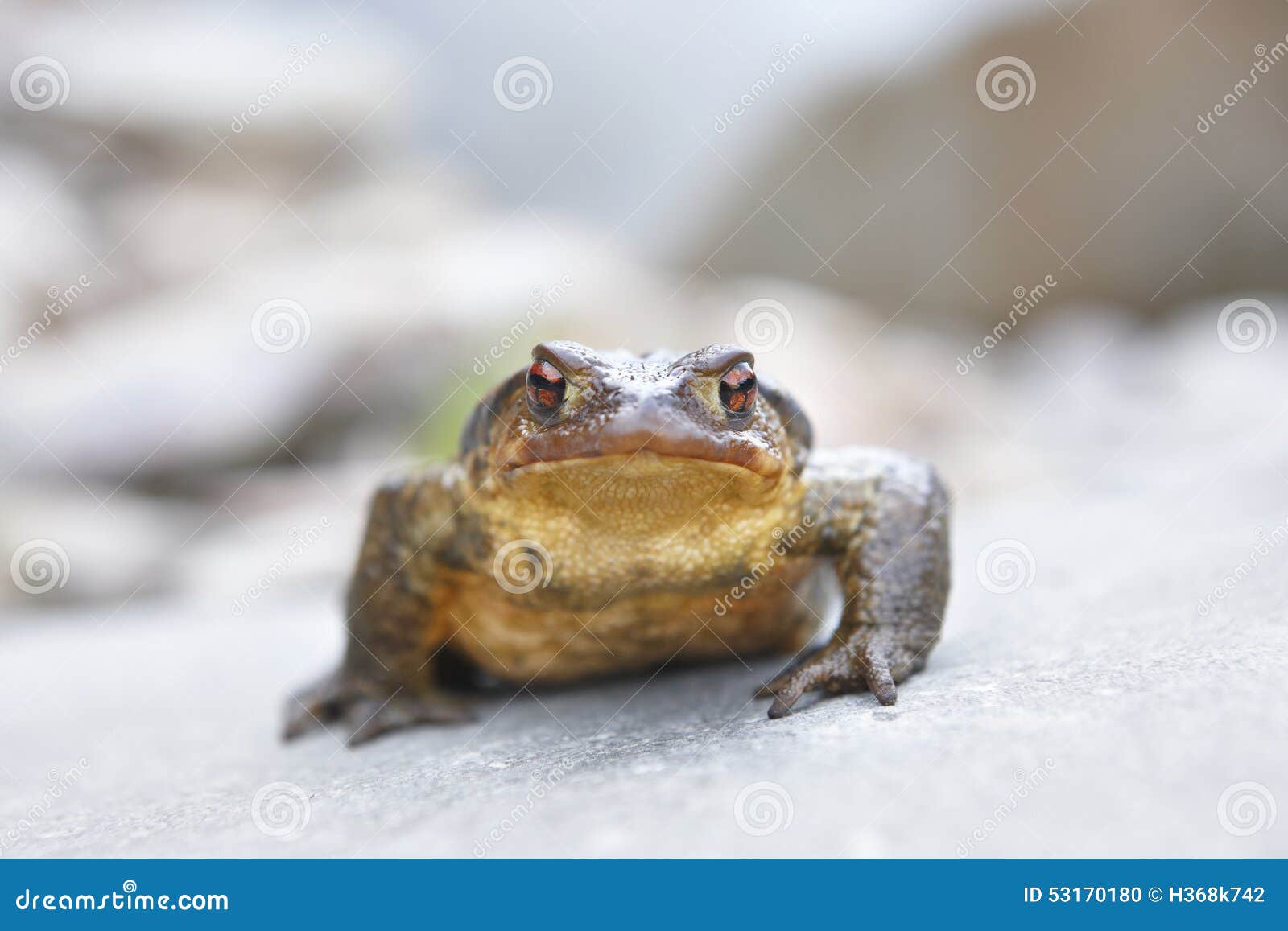 Toad Ready To Jump in a Rock. Front View Stock Photo - Image of park ...