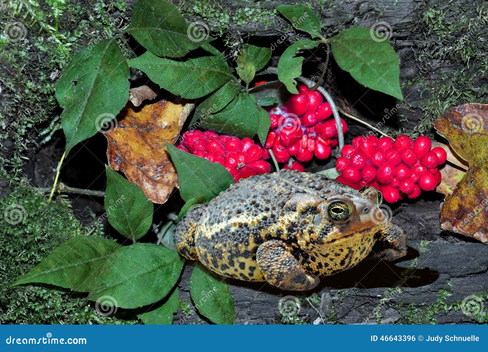 Toad with Red Berries stock photo. Image of toad, vegitation - 46643396