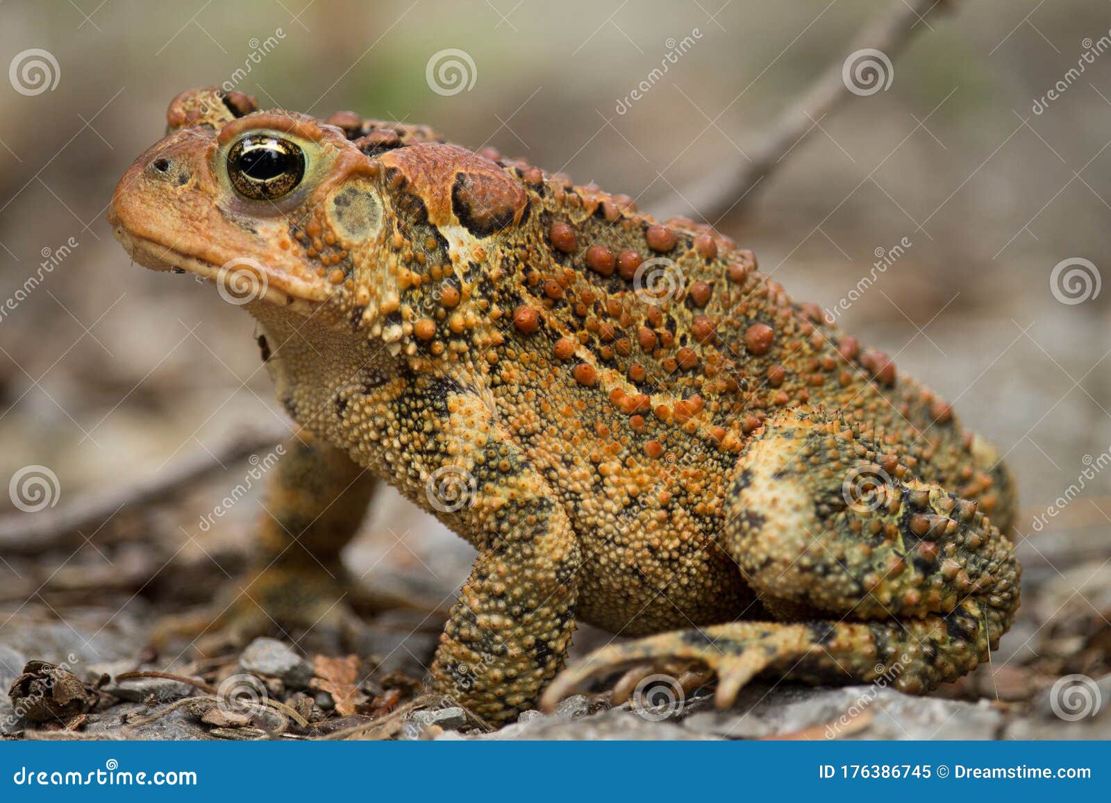 Toad in the yard stock image. Image of amphibian, eyes - 176386745