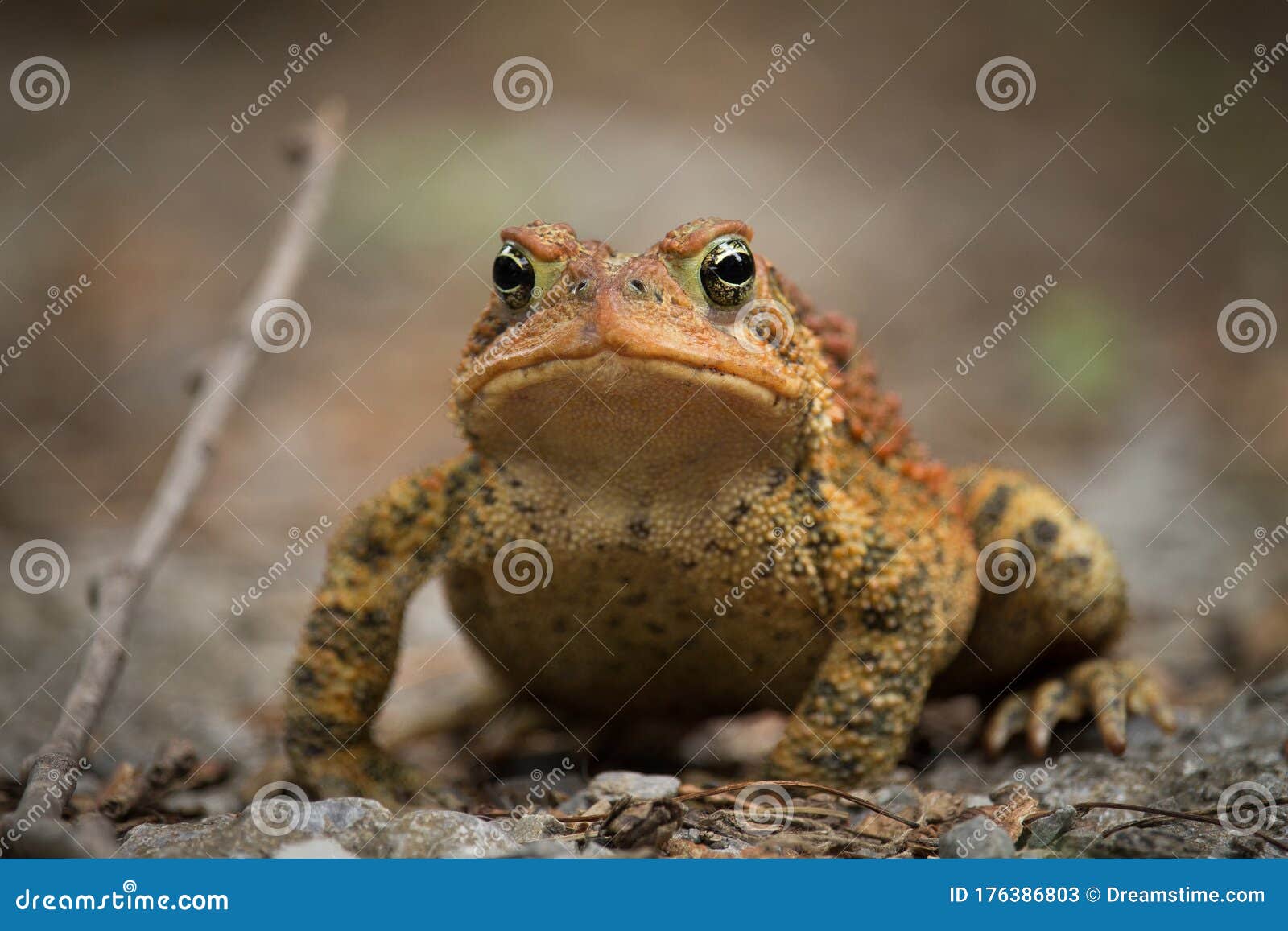 Toad in the yard stock image. Image of texture, wood - 176386803