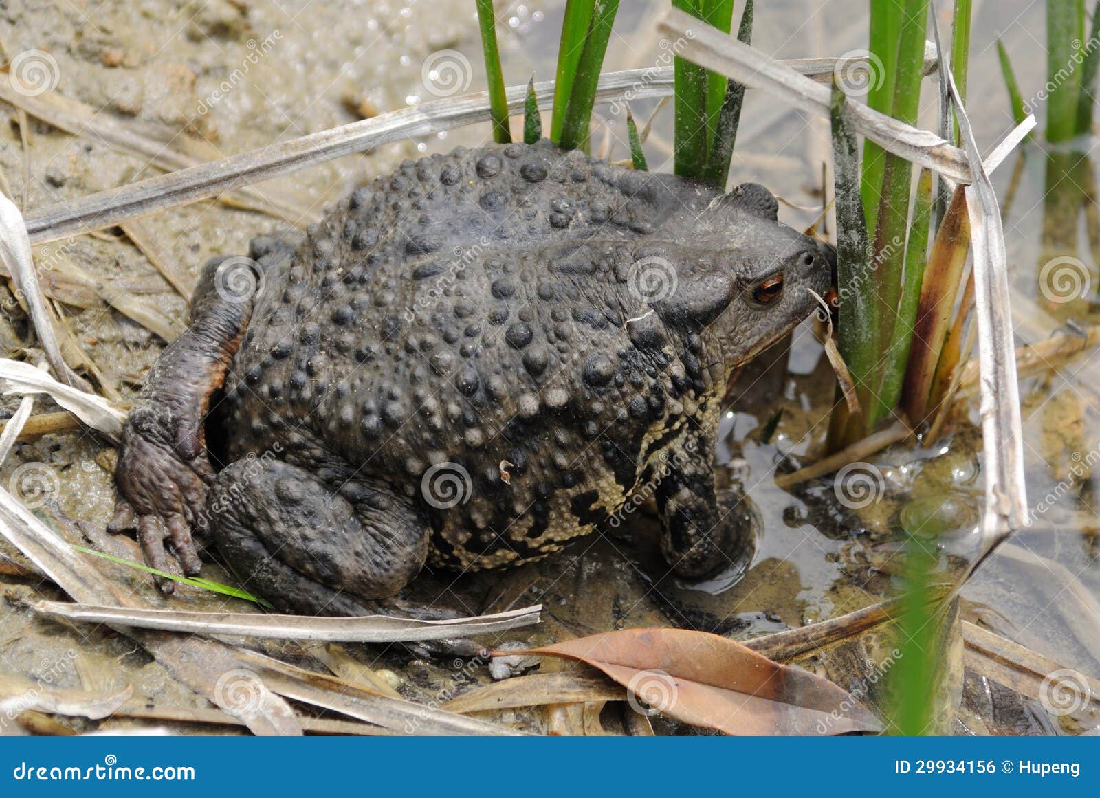 Toad In Calm Pond. Small Toad Sitting In Bubbling Water Of Tranquil ...