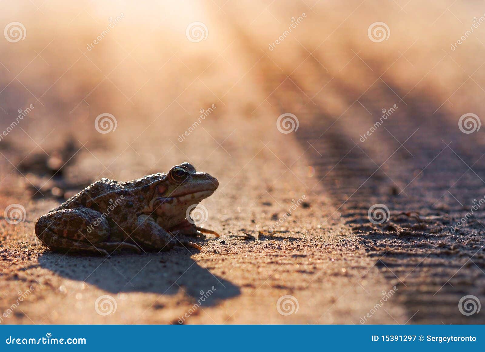 Toad on the road stock image. Image of amphibian, toad - 15391297
