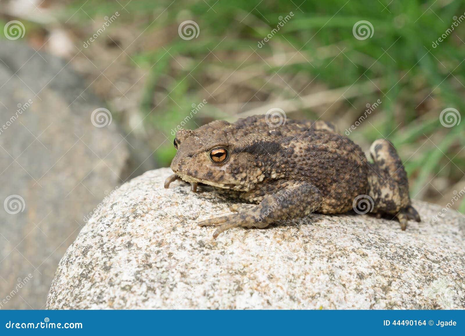 Toad on a rock stock photo. Image of rock, european, creature - 44490164
