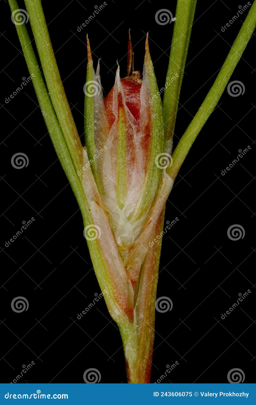 Toad Rush Juncus Bufonius. Capsule Closeup Stock Image - Image of ...
