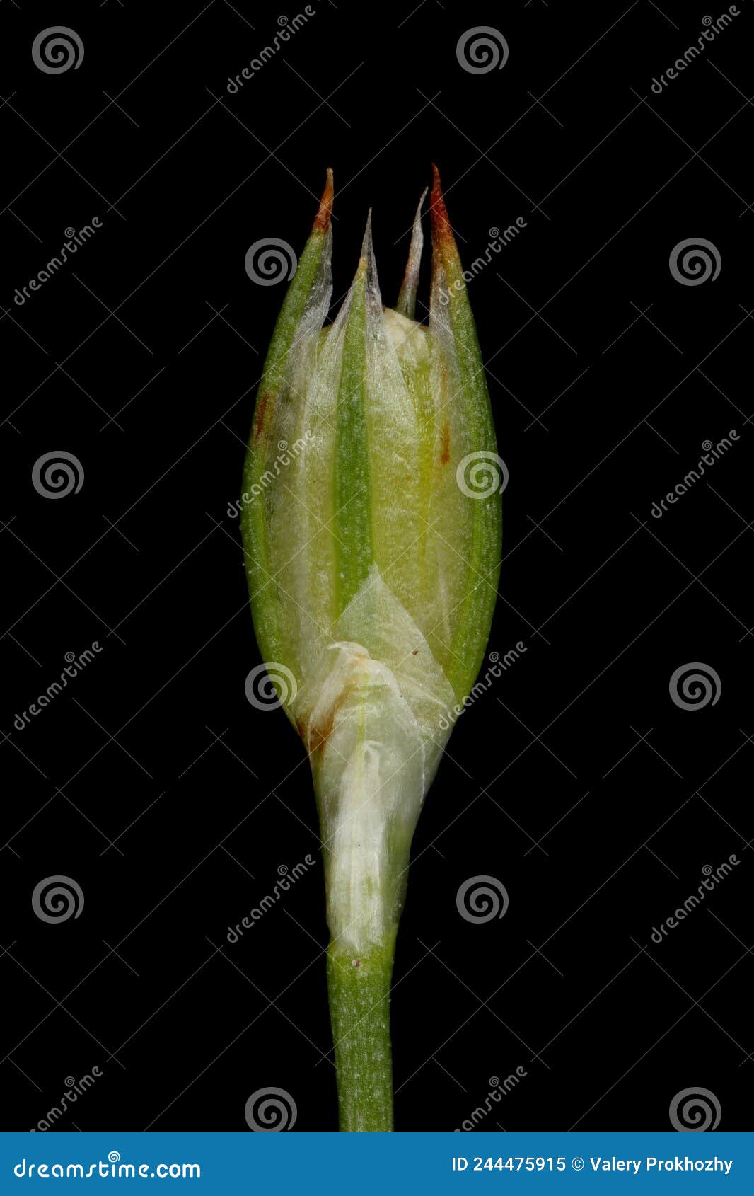Toad Rush Juncus Bufonius. Capsule Closeup Stock Image - Image of ...