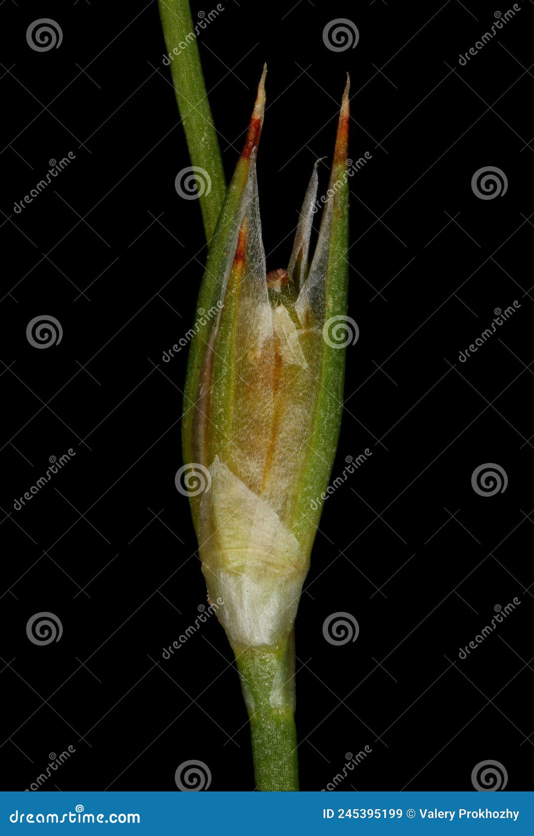 Toad Rush Juncus Bufonius. Capsule Closeup Stock Image - Image of fruit ...