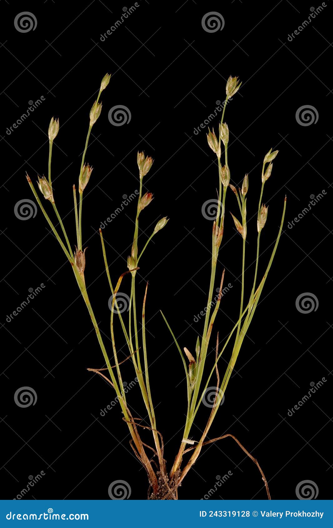 Toad Rush Juncus Bufonius. Habit Closeup Stock Photo - Image of habit ...