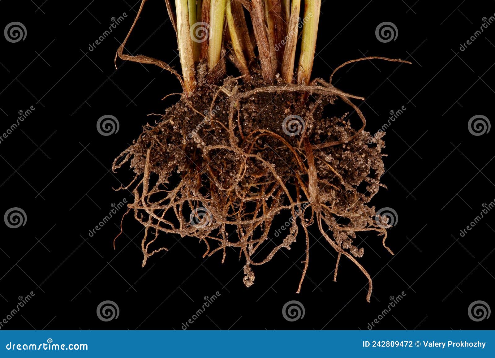 Toad Rush Juncus Bufonius. Roots Closeup Stock Photo - Image of flora ...