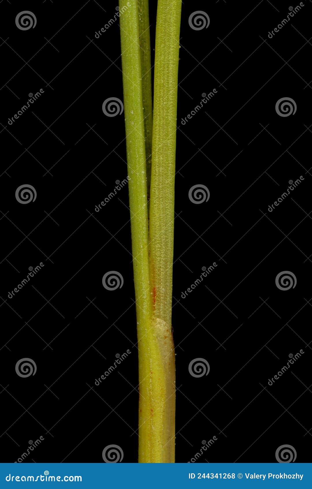 Toad Rush Juncus Bufonius. Stem and Leaf Base Closeup Stock Photo ...