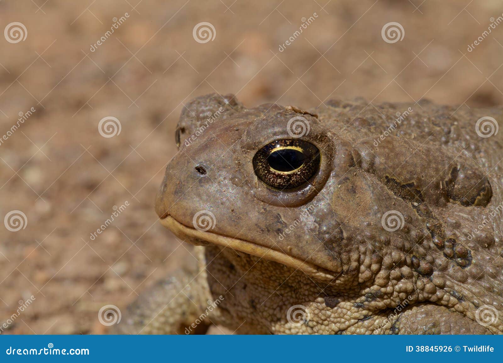 Toad s Eye stock photo. Image of warts, arizona, nature - 38845926
