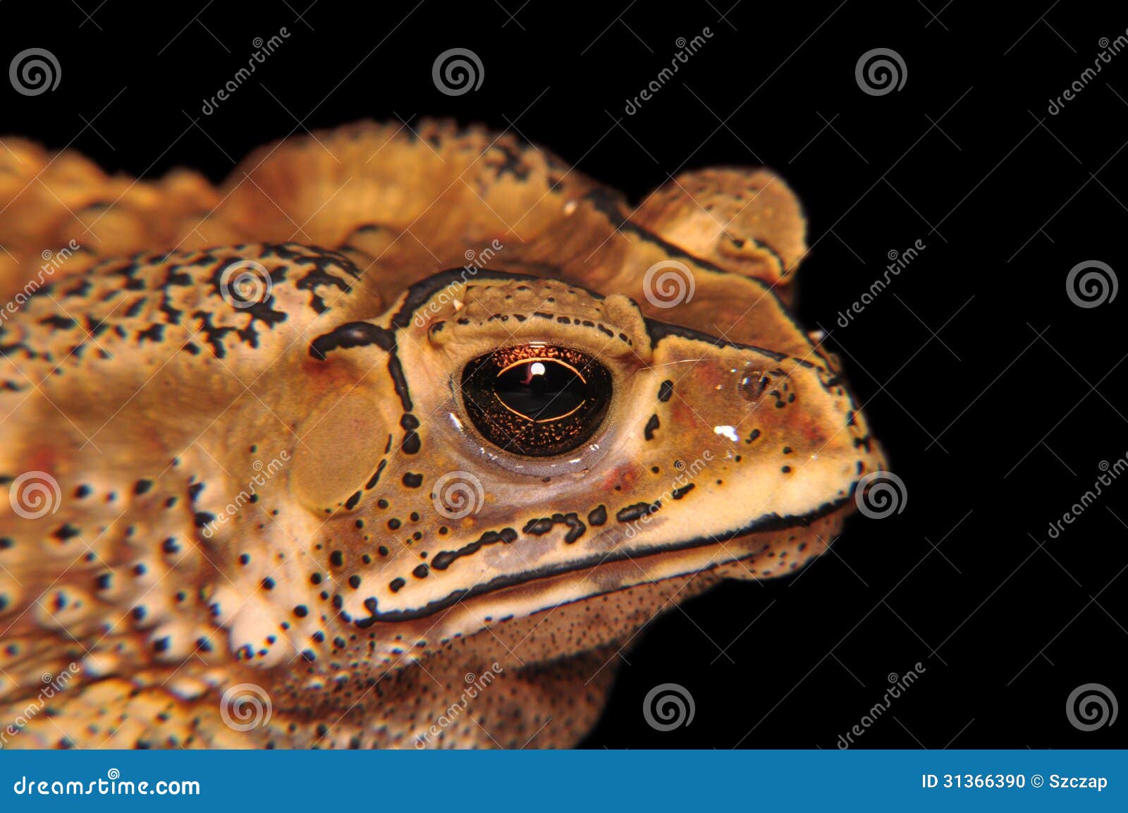Toad's Head On Black Stock Photo - Image: 31366390